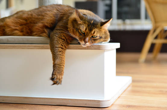 How To Make A Happy Home For Your Cat | homify