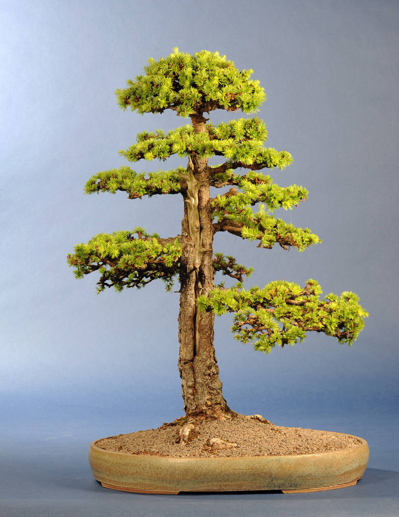 Bonsai – lärche | homify