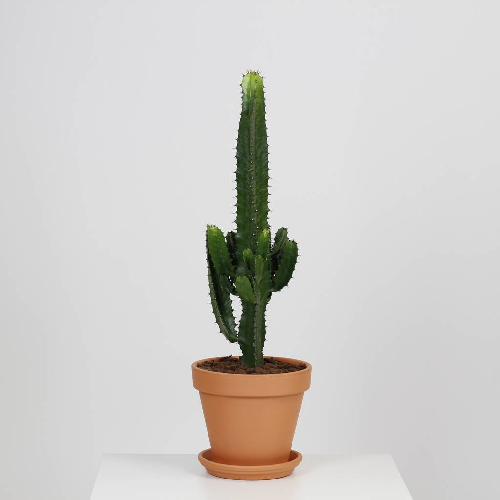Euphorbia acrurensis | vaso de barro | homify