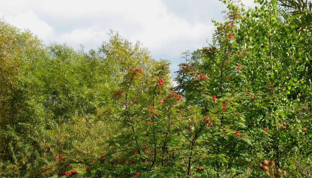 Lemon capital of the world tree removal | homify