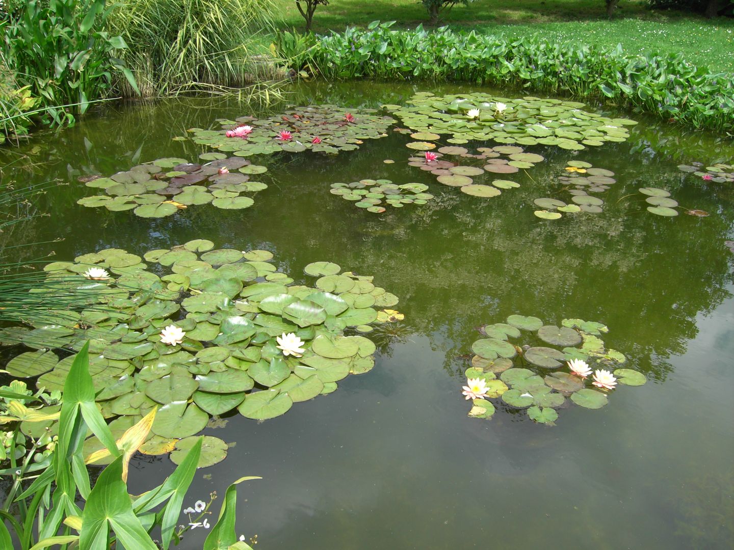 In 6 einfachen Schritten zum eigenen Teich | homify