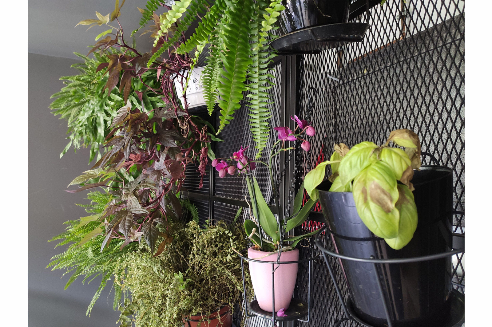 8 claves para elegir la mejor verja de jardín: ¡siéntete seguro en casa ...