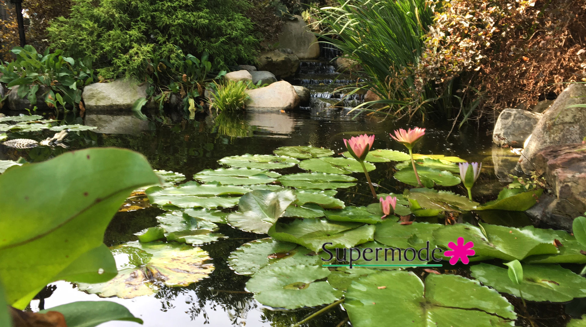 Eco Pond
